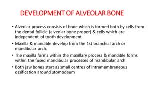 Alveolarbone | PDF