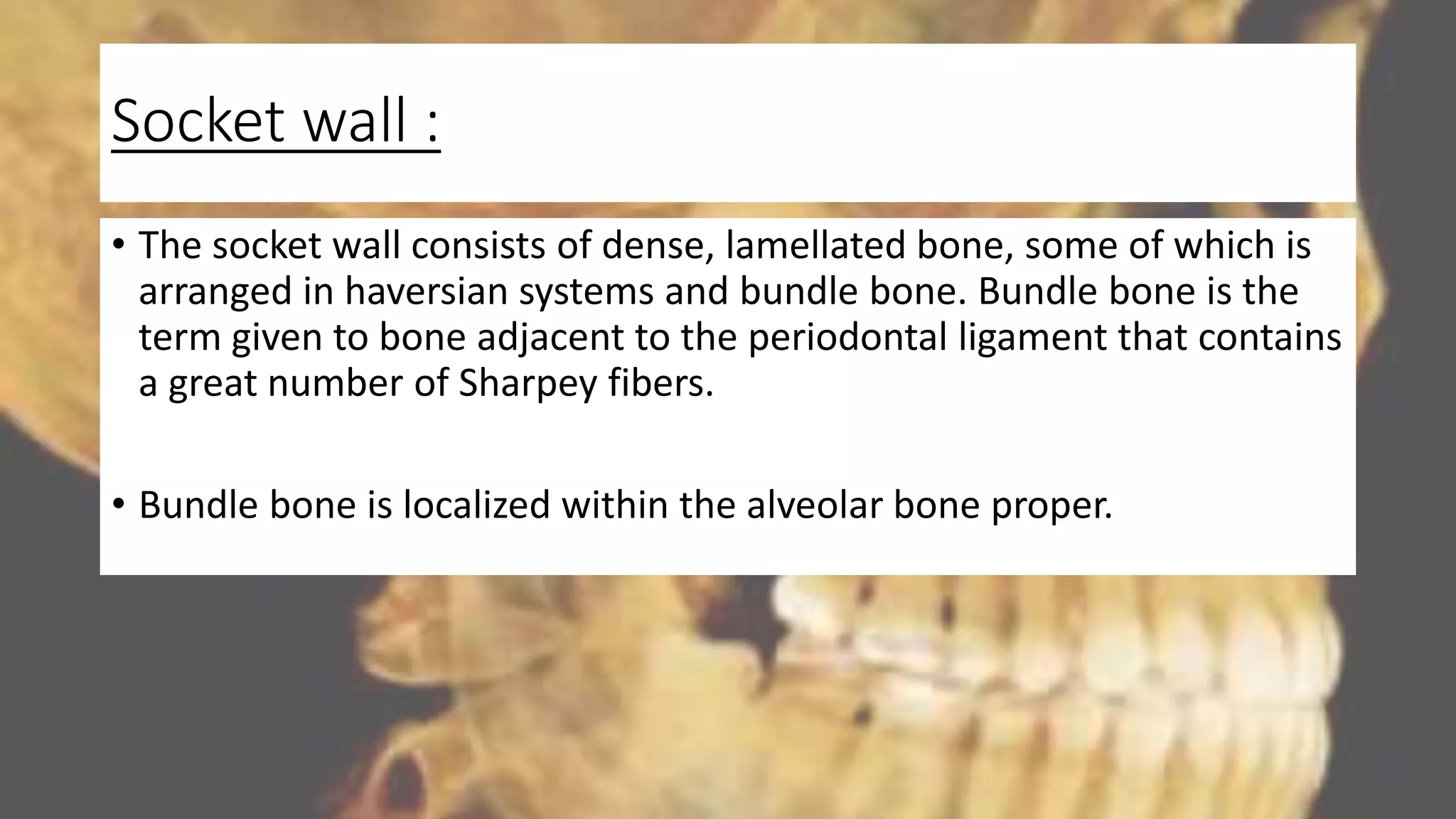 alveolar bone new.pptx