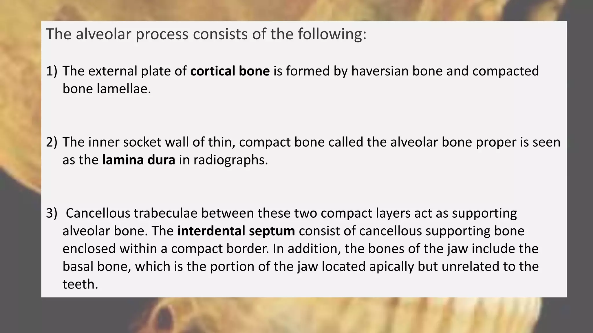 alveolar bone new.pptx