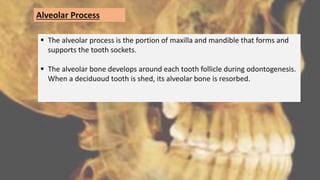 alveolar bone new.pptx