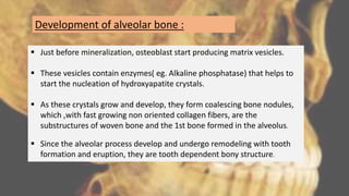 alveolar bone new.pptx