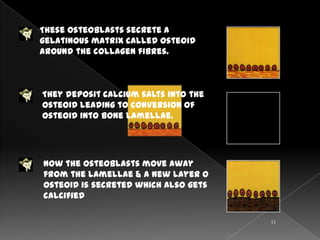 Alveolar bone | PPTX