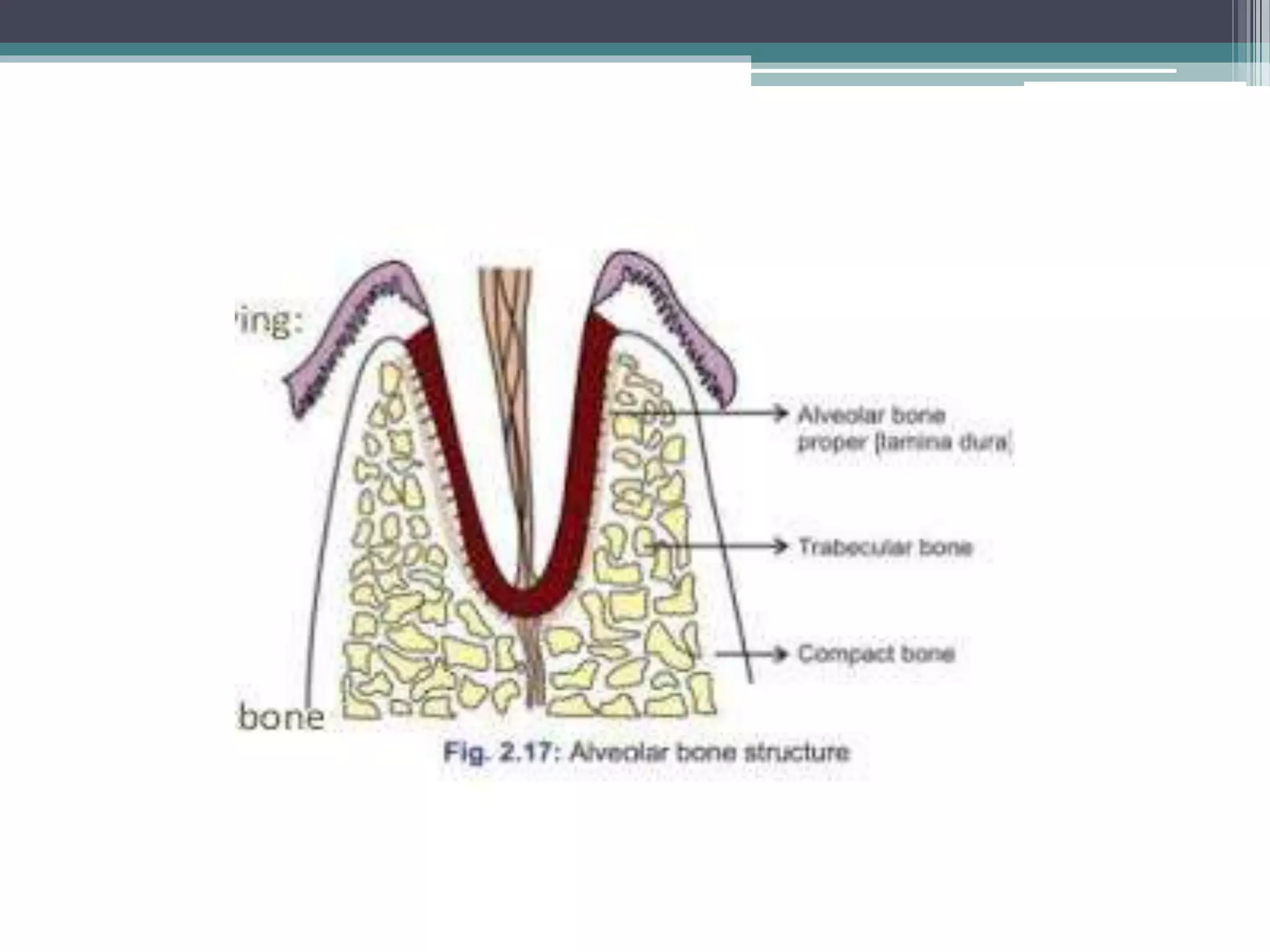 Alveolar Bone Ppt Pptx