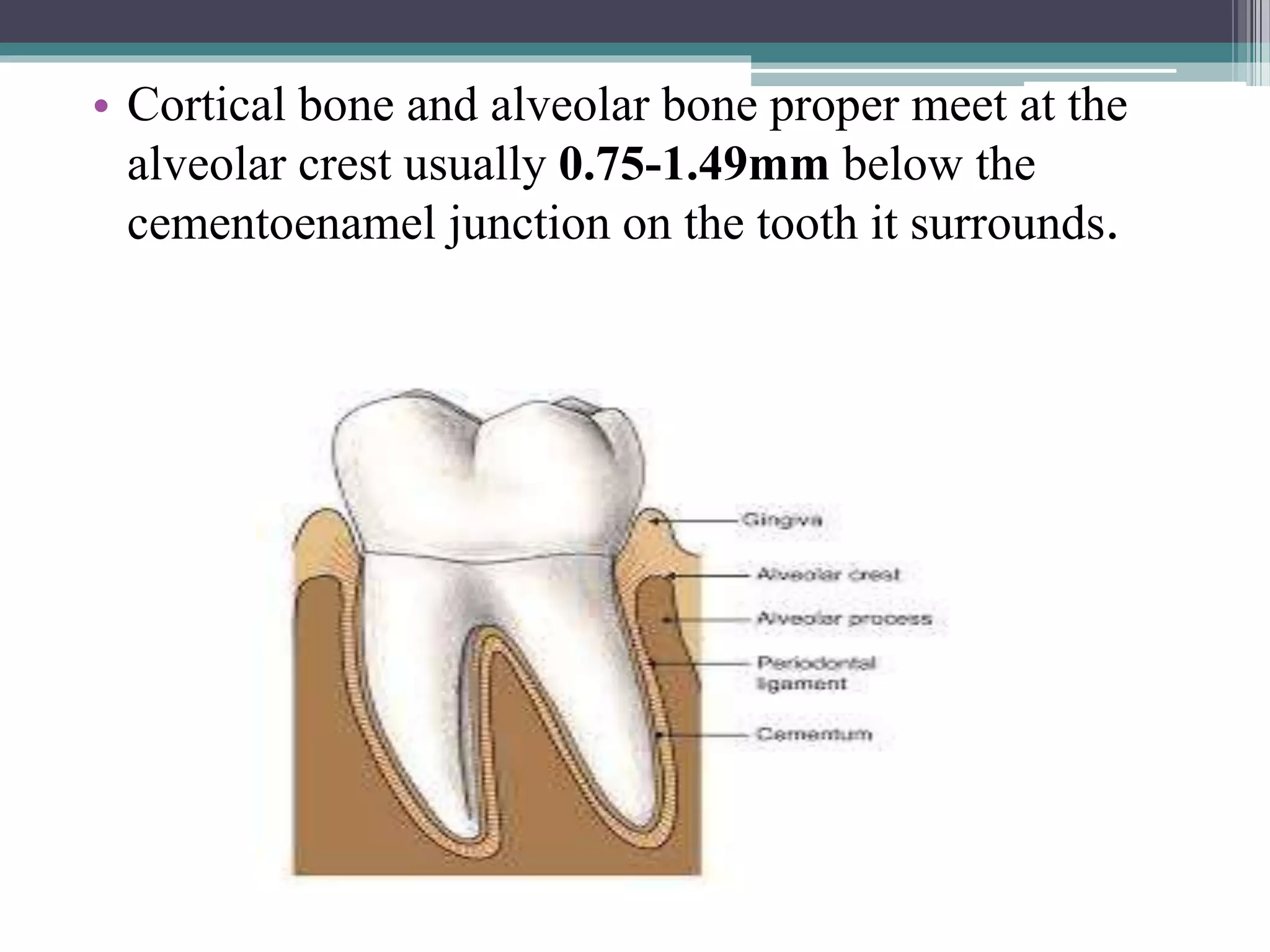 Alveolar bone ppt | PPTX