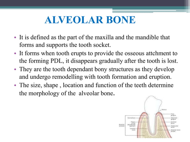 Alveolar bone ppt | PPTX | Bone and Joint Conditions | Diseases and ...