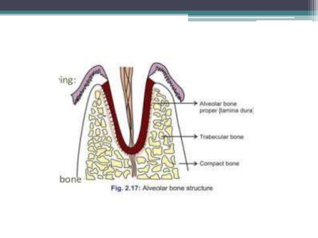Alveolar bone ppt | PPTX | Bone and Joint Conditions | Diseases and ...
