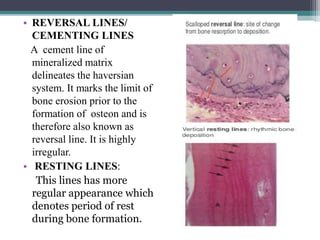 Alveolar bone ppt | PPTX