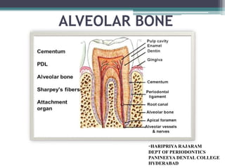 Alveolar Bone Anatomy