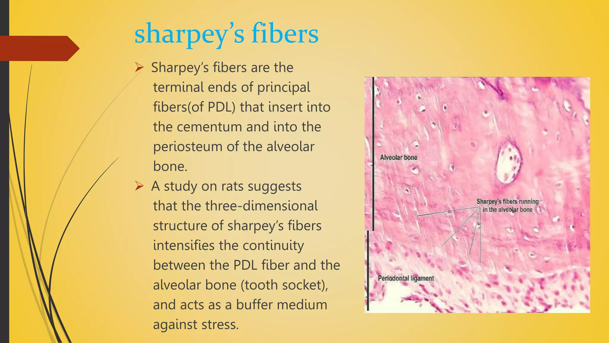 alveolar bone ppt.pptx