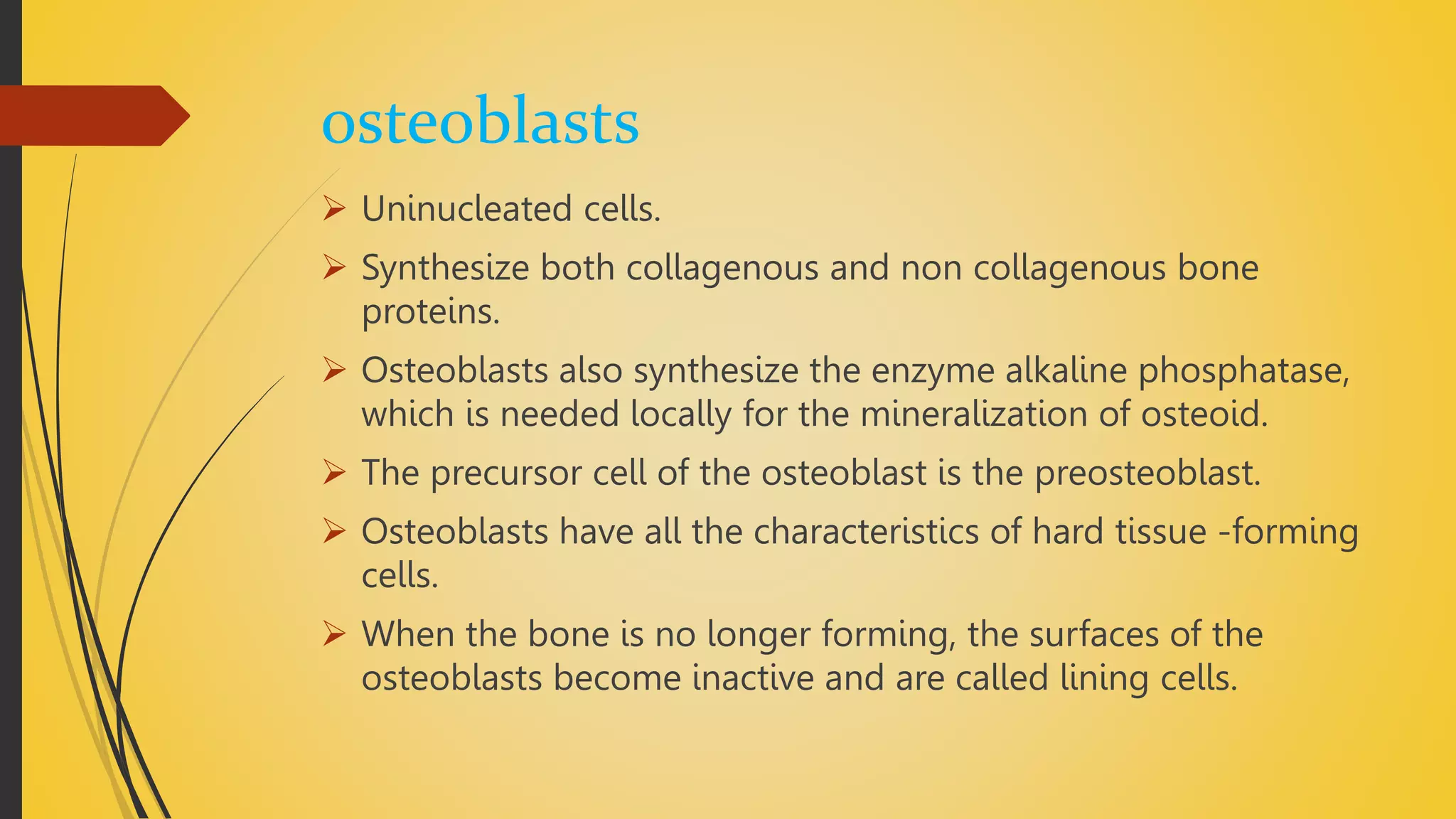 alveolar bone ppt.pptx