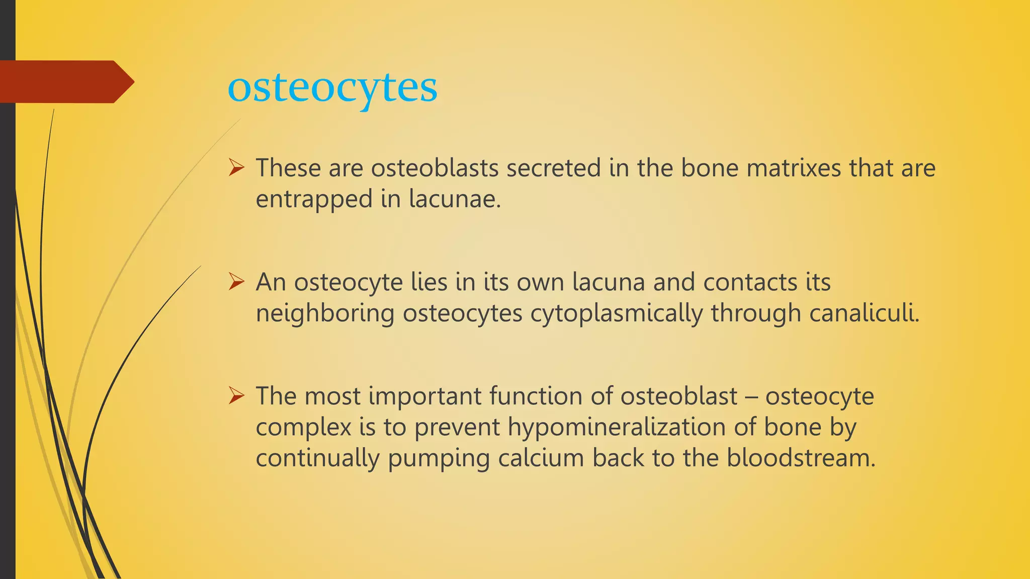 alveolar bone ppt.pptx