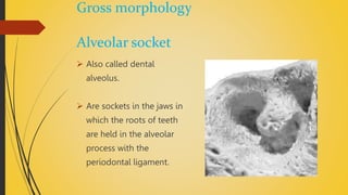 alveolar bone ppt.pptx