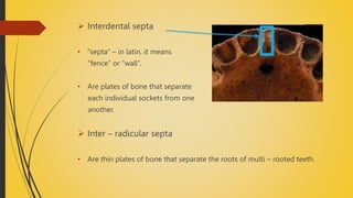 alveolar bone ppt.pptx