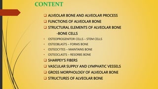 alveolar bone ppt.pptx
