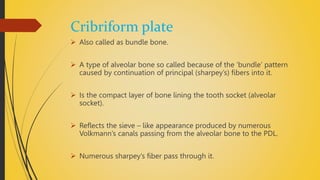 alveolar bone ppt.pptx