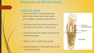 alveolar bone ppt.pptx