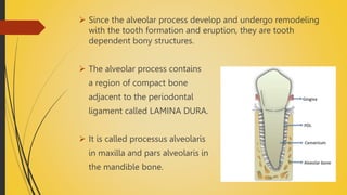 alveolar bone ppt.pptx