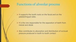 alveolar bone ppt.pptx