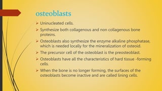 alveolar bone ppt.pptx