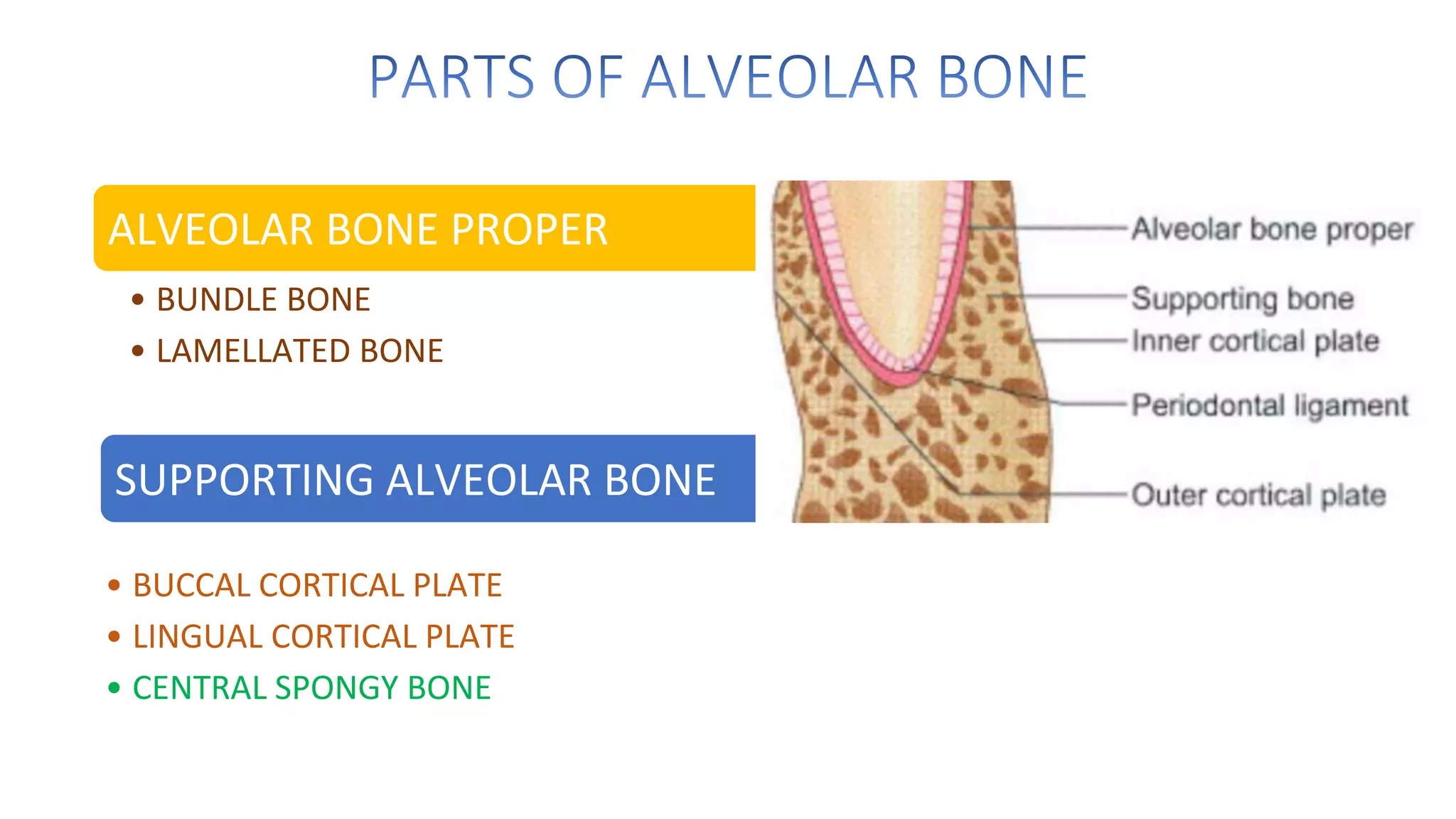 Alveolar bone simplified | PPTX