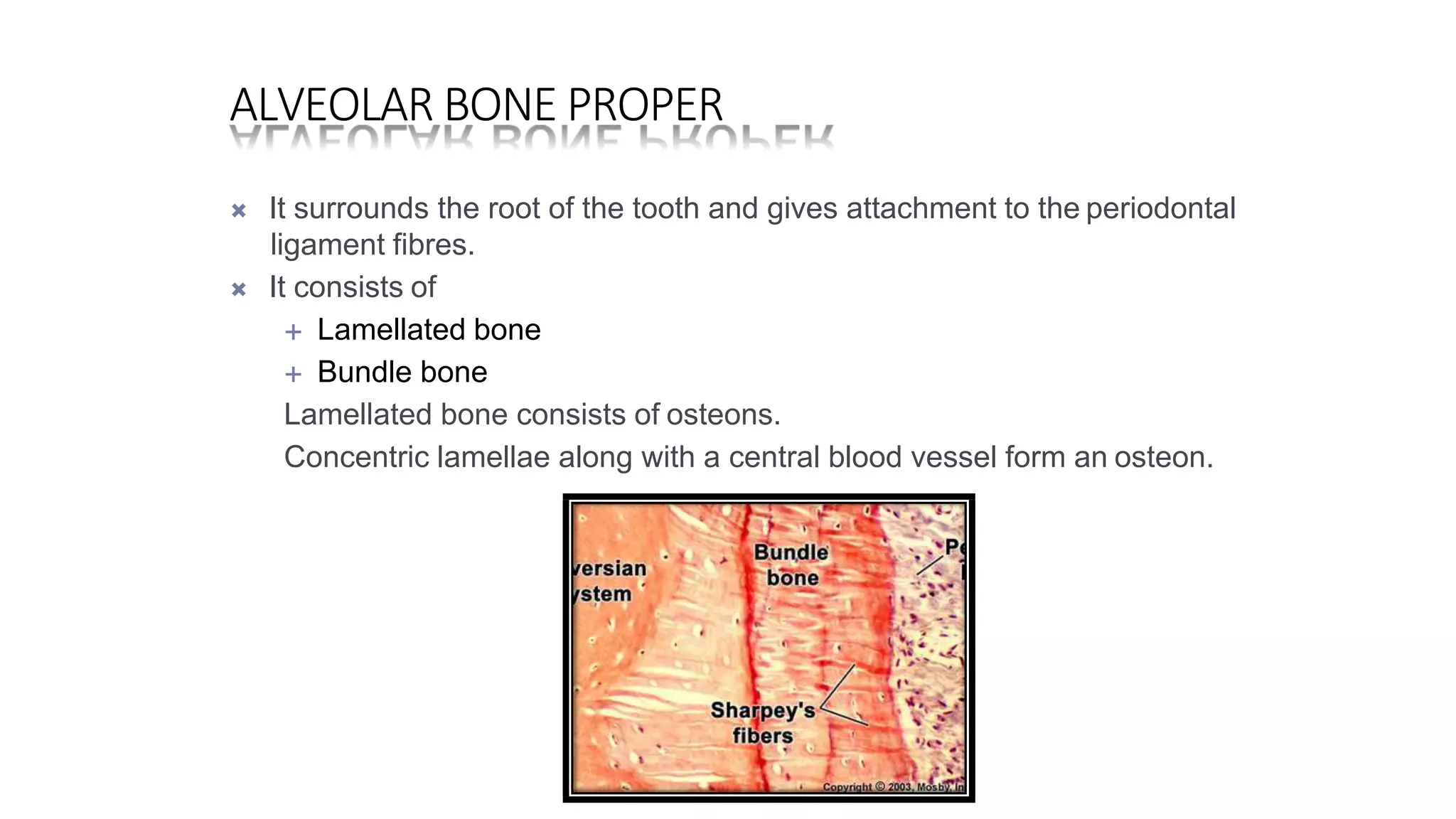Alveolar bone simplified | PPTX