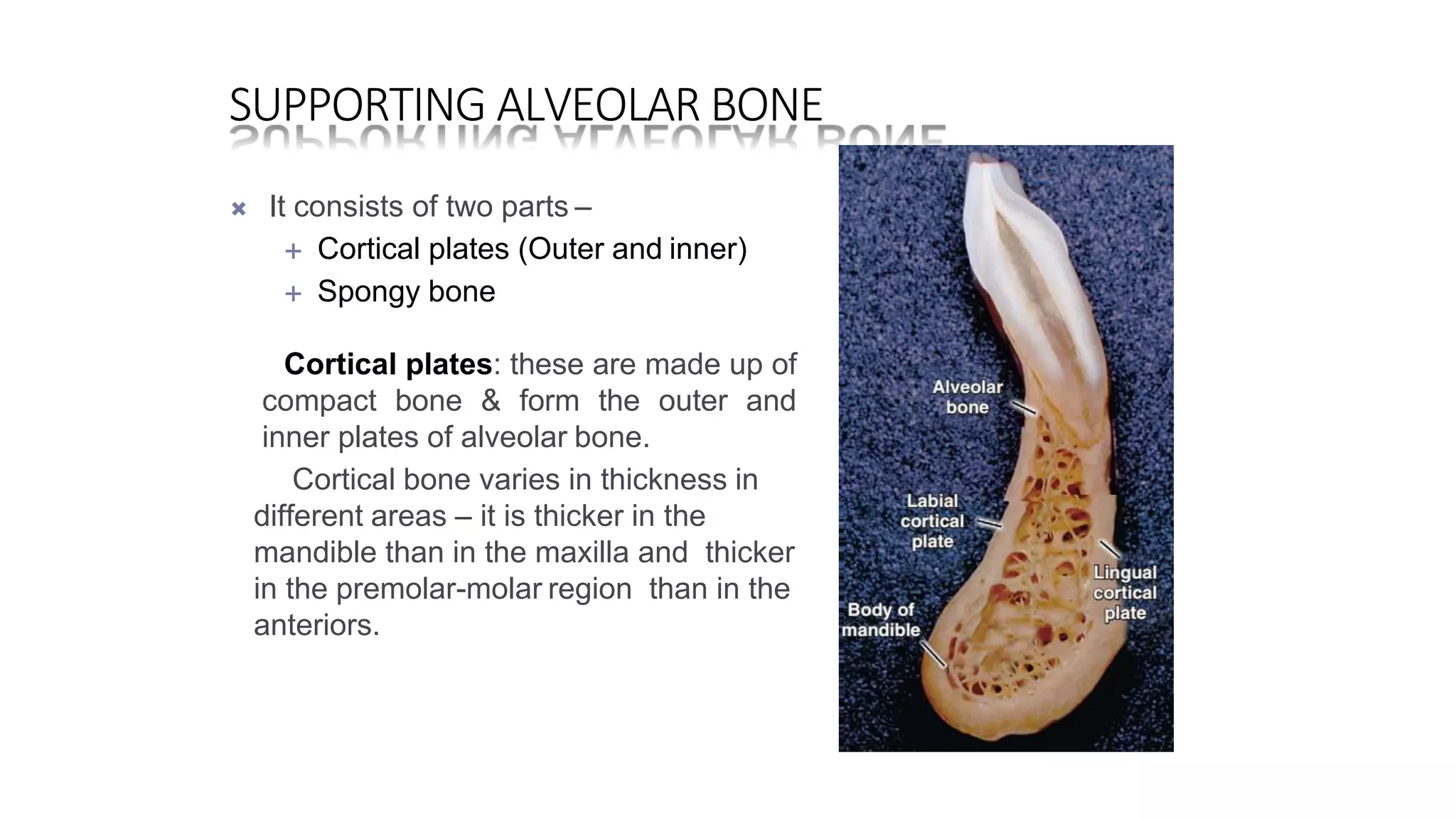Alveolar bone simplified | PPTX