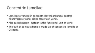 Alveolar bone simplified | PPTX