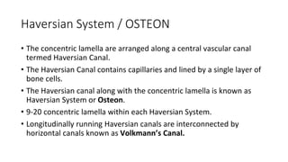 Alveolar bone simplified | PPTX