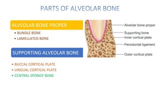 Alveolar bone simplified | PPTX