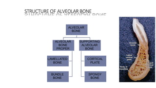 Alveolar bone simplified | PPTX