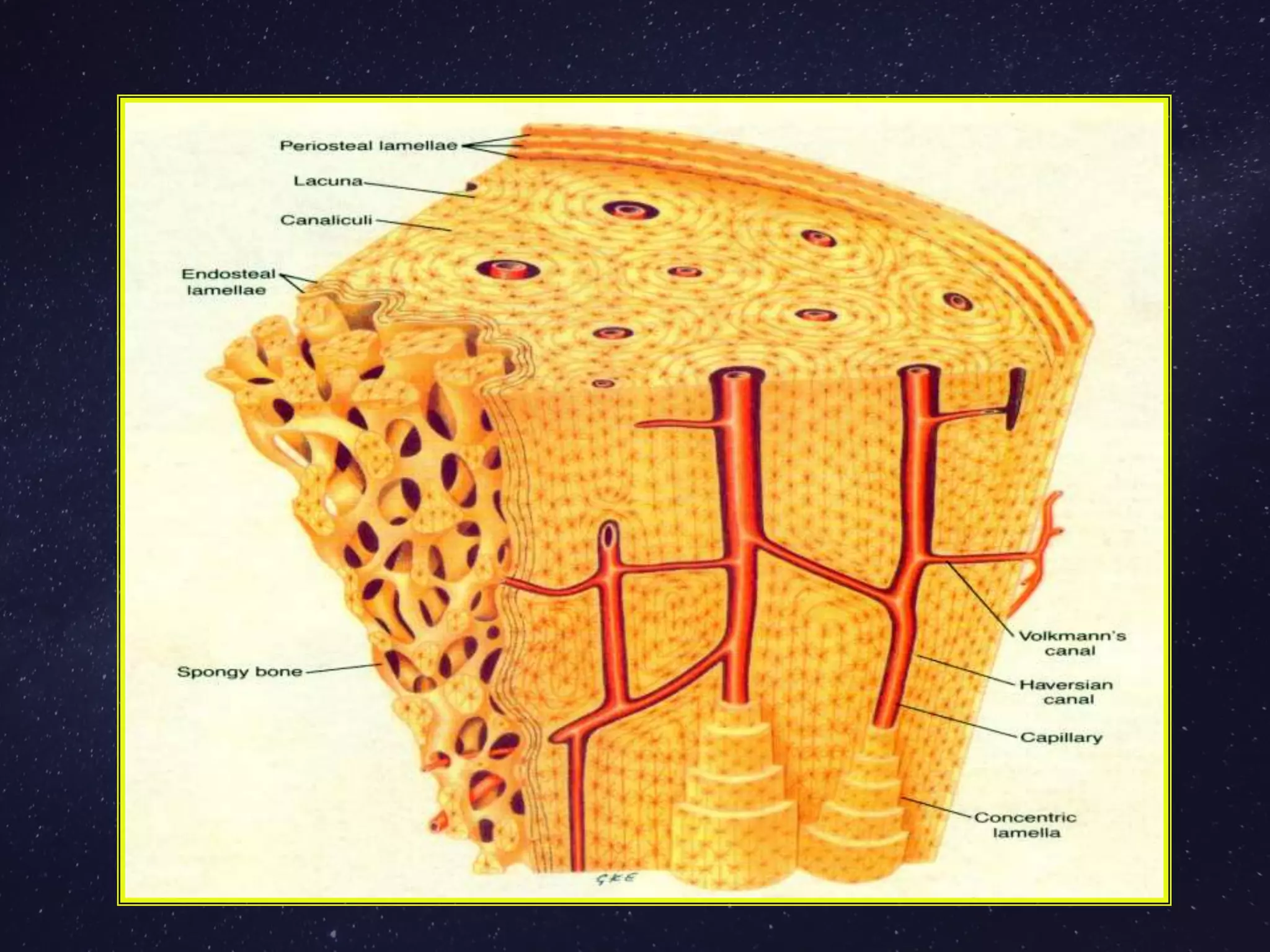 Alveolar process bds class | PPTX