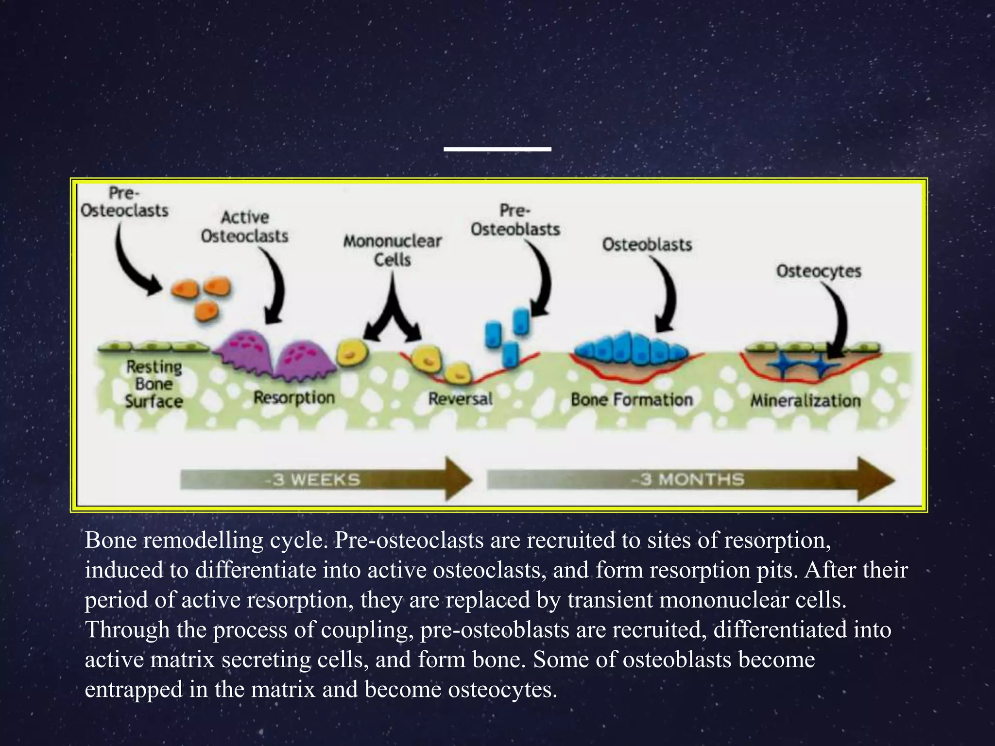 Alveolar process bds class | PPTX