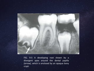 Alveolar process bds class | PPTX