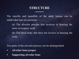 Alveolar process bds class | PPTX