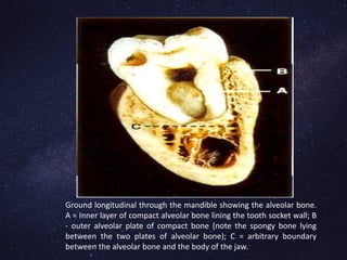 Alveolar process bds class | PPTX