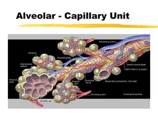 Alveolar Capillary Unit | PPT
