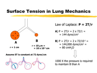 Alveolar Capillary Unit | PPT