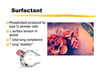 Alveolar Capillary Unit | PPT