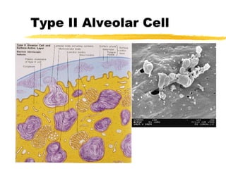 Alveolar Capillary Unit | PPT