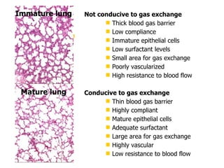 Alveolar Capillary Unit | PPT