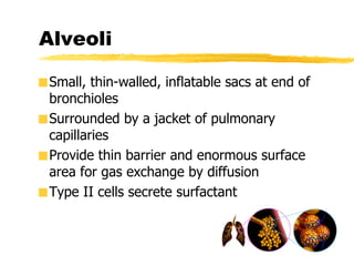 Alveolar Capillary Unit | PPT