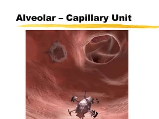 Alveolar Capillary Unit | PPT