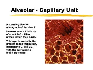 Alveolar Capillary Unit | PPT