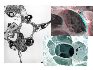 Alveolar Capillary Unit | PPT