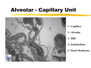 Alveolar Capillary Unit | PPT