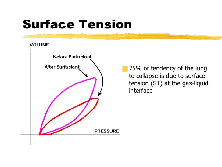 Surface Tension Alveoli