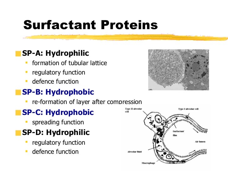 Alveolar Capillary Unit