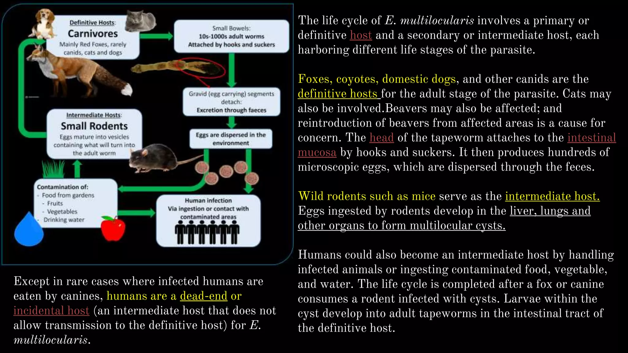 Echinococcosis | PPTX