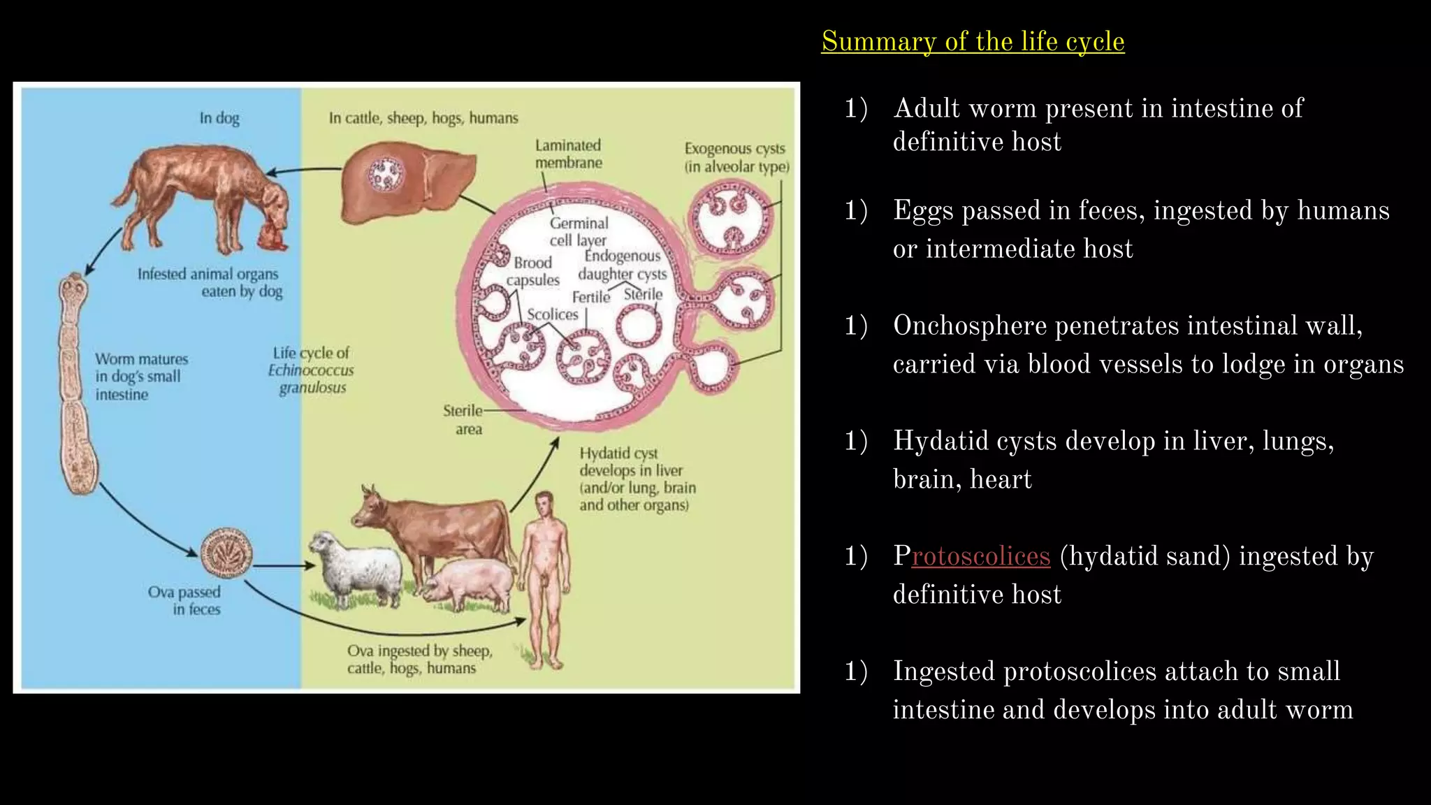 Echinococcosis | PPTX