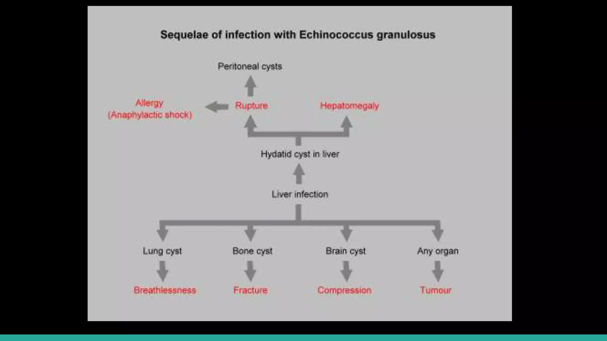 Echinococcosis | PPTX